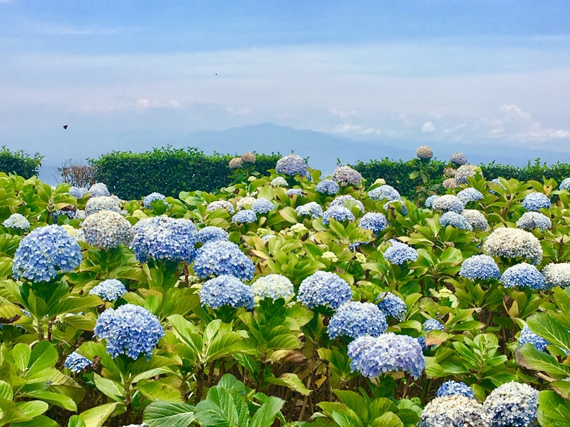 Pure Life in Costa Rica: Part 1 | TravelStore